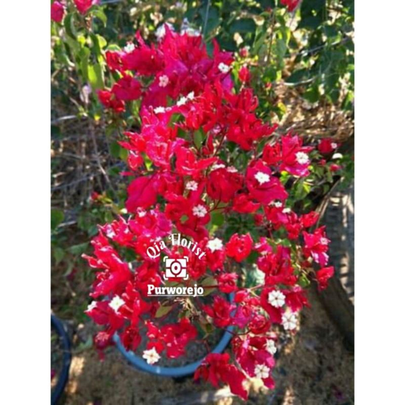 BIBIT TANAMAN HIAS BUGENVIL BUNGA KERTAS // CINA SLEEPING BEAUTY ...