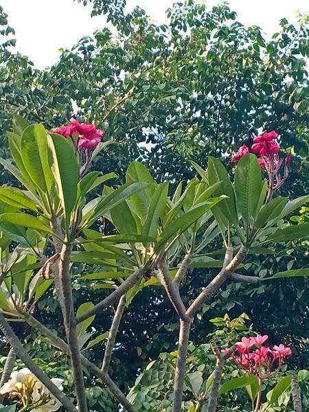 POHON KAMBOJA MERAH HYBRID BALI-stek batang tanaman kamboja merah ...