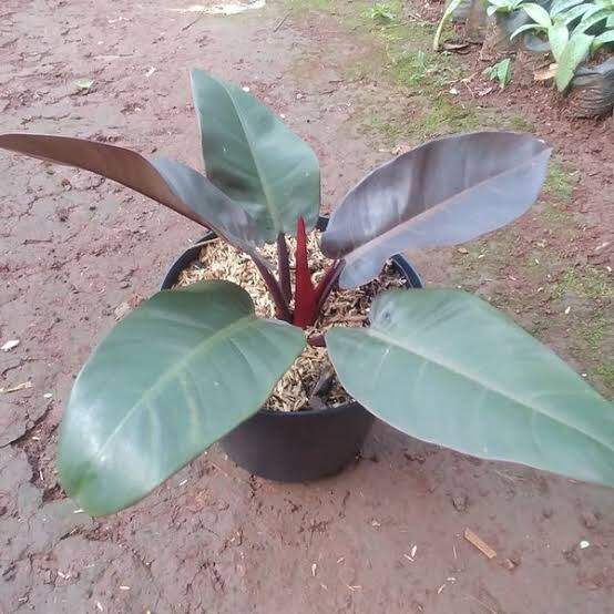 philo black cardinal tanaman hias philodendron blackcardinal sudah ...