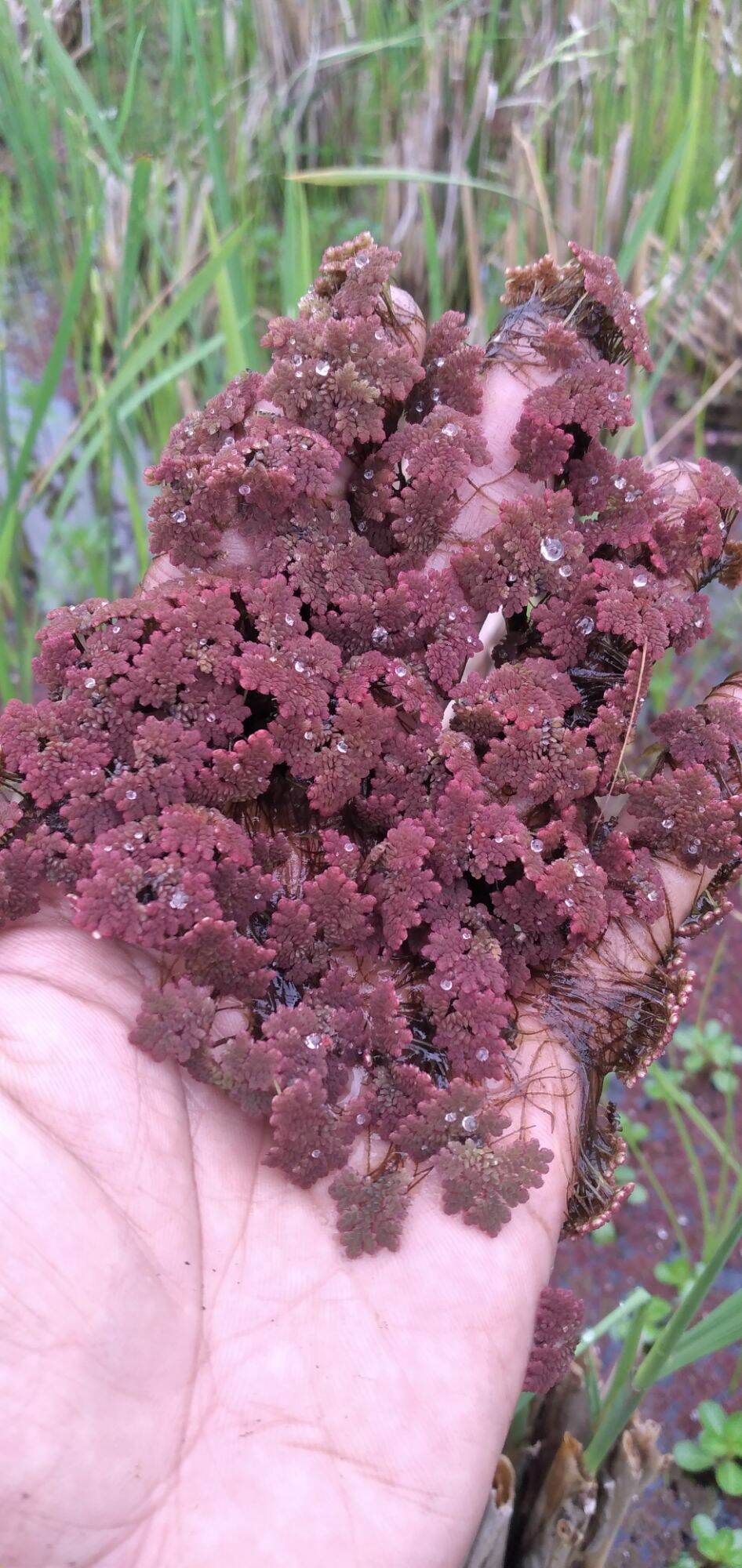 TANAMAN AIR AZOLLA MERAH/RED 100GRAM-TANAMAN APUNG-TANAMAN PAKU AIR ...
