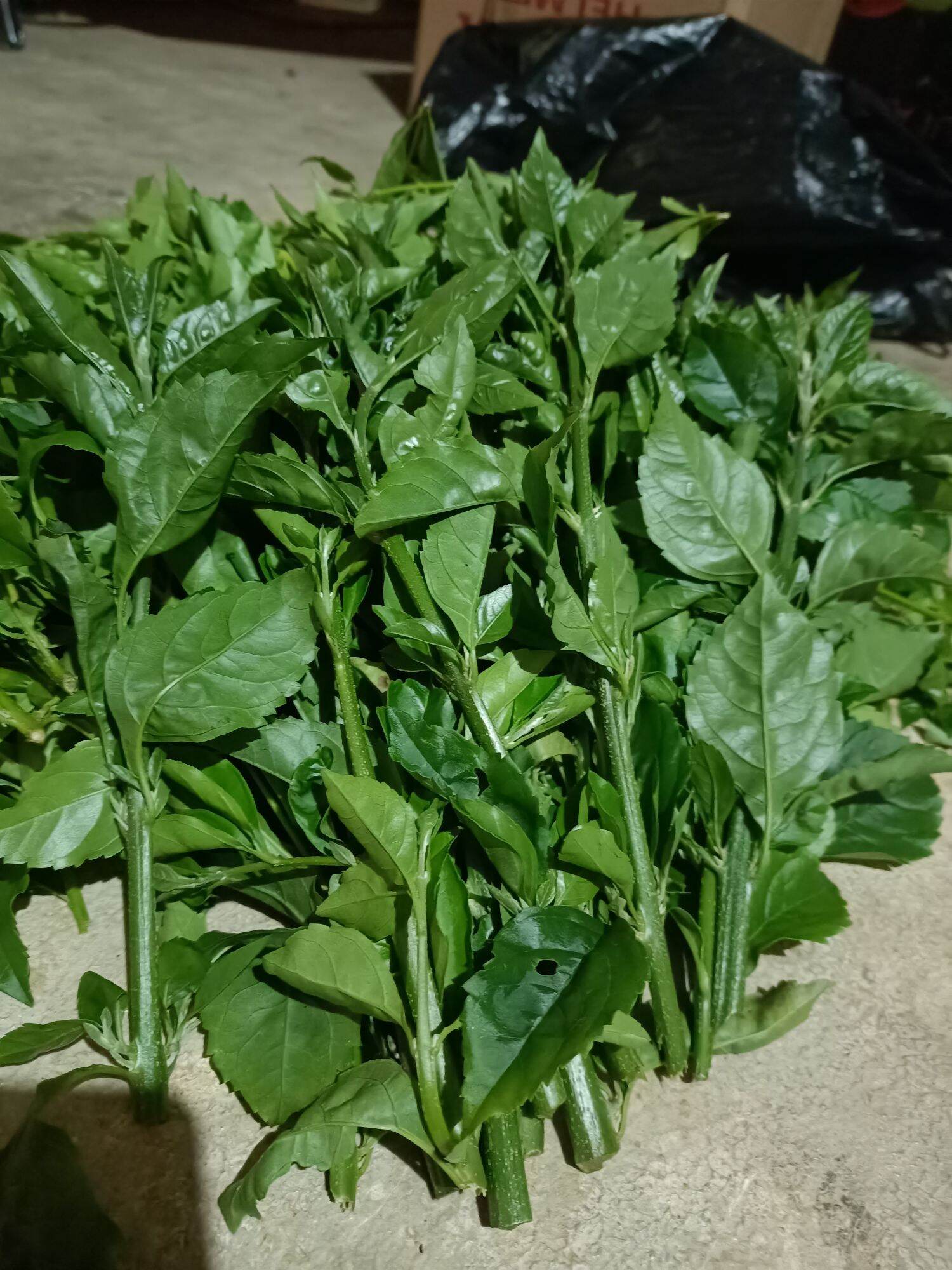 Daun beluntas atau baruntas segar per 1 kg | Lazada Indonesia