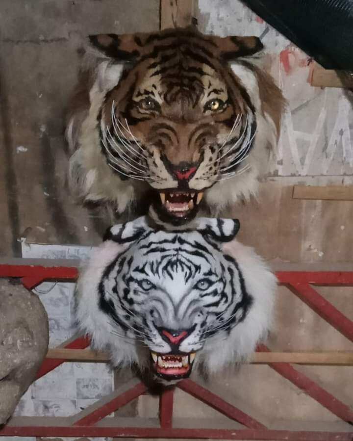 kepala macan macanan barongan macanan asli pentas harimau macan tutul ...