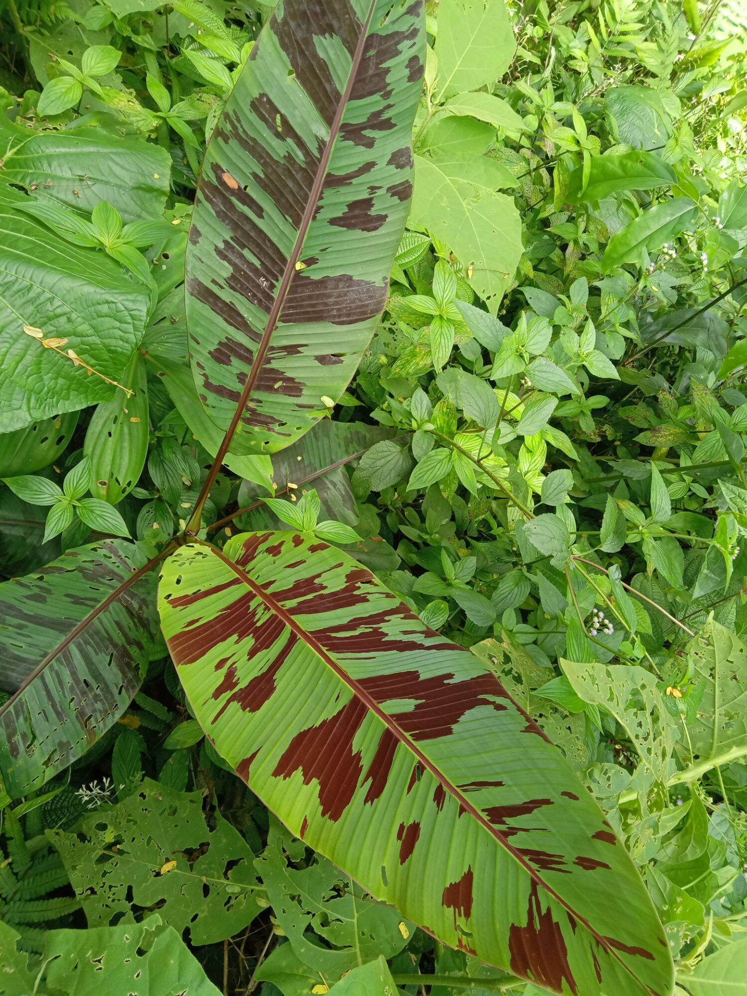Tanaman Pisang parigata, pisang hias | Lazada Indonesia