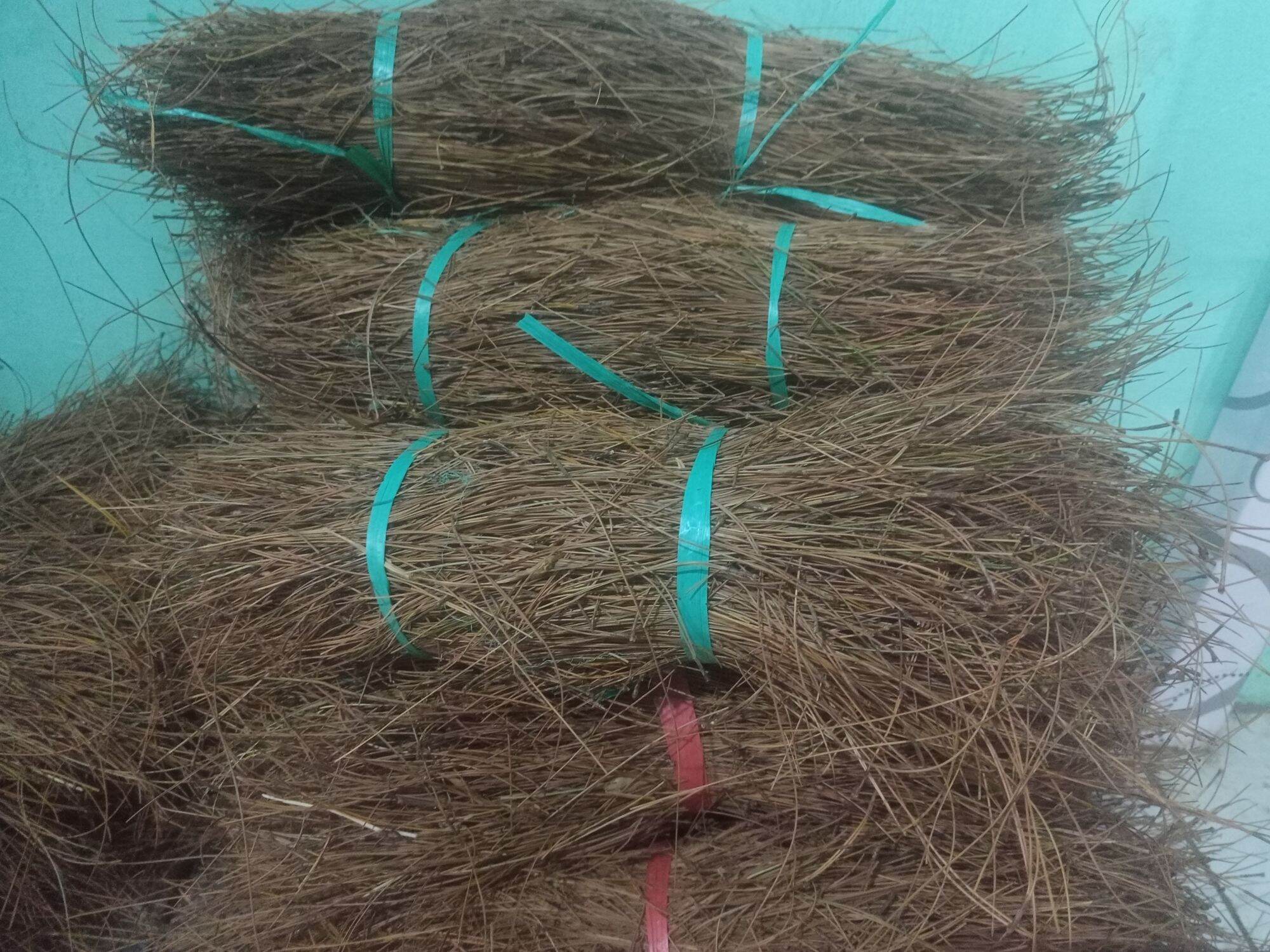 Daun cemara/pinus kering | Lazada Indonesia