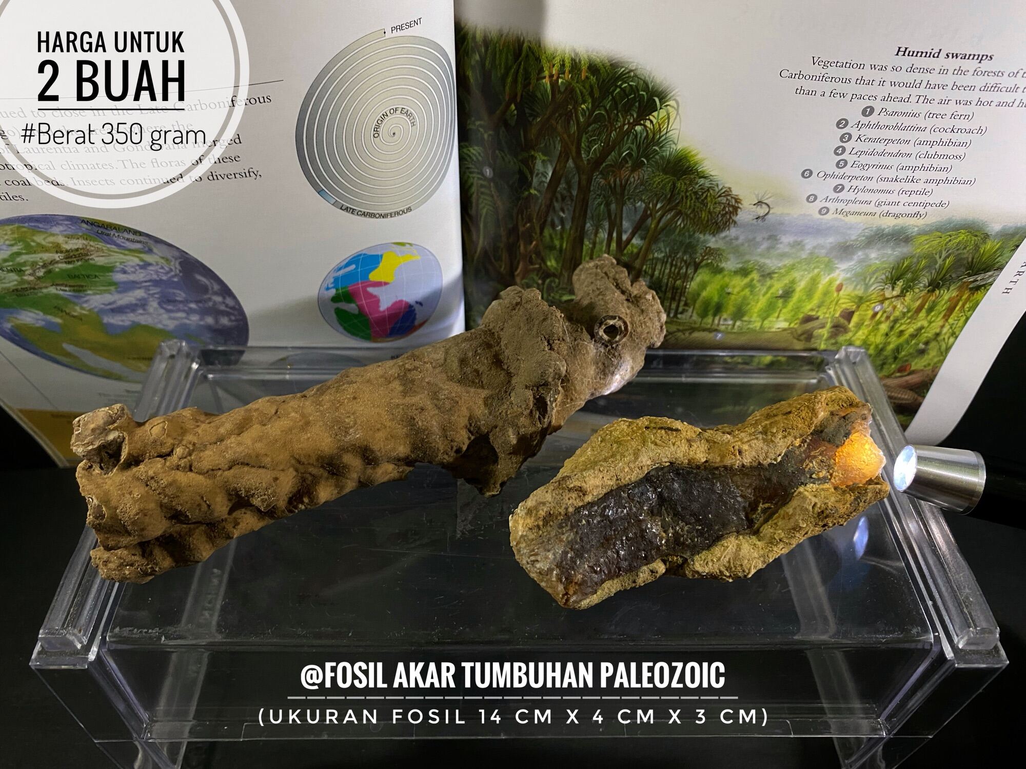 Fosil Akar Tumbuhan Paleozoic C13 atau Fosil Ranting Pohon atau Fosil Tumbuhan Semi Crystal ...