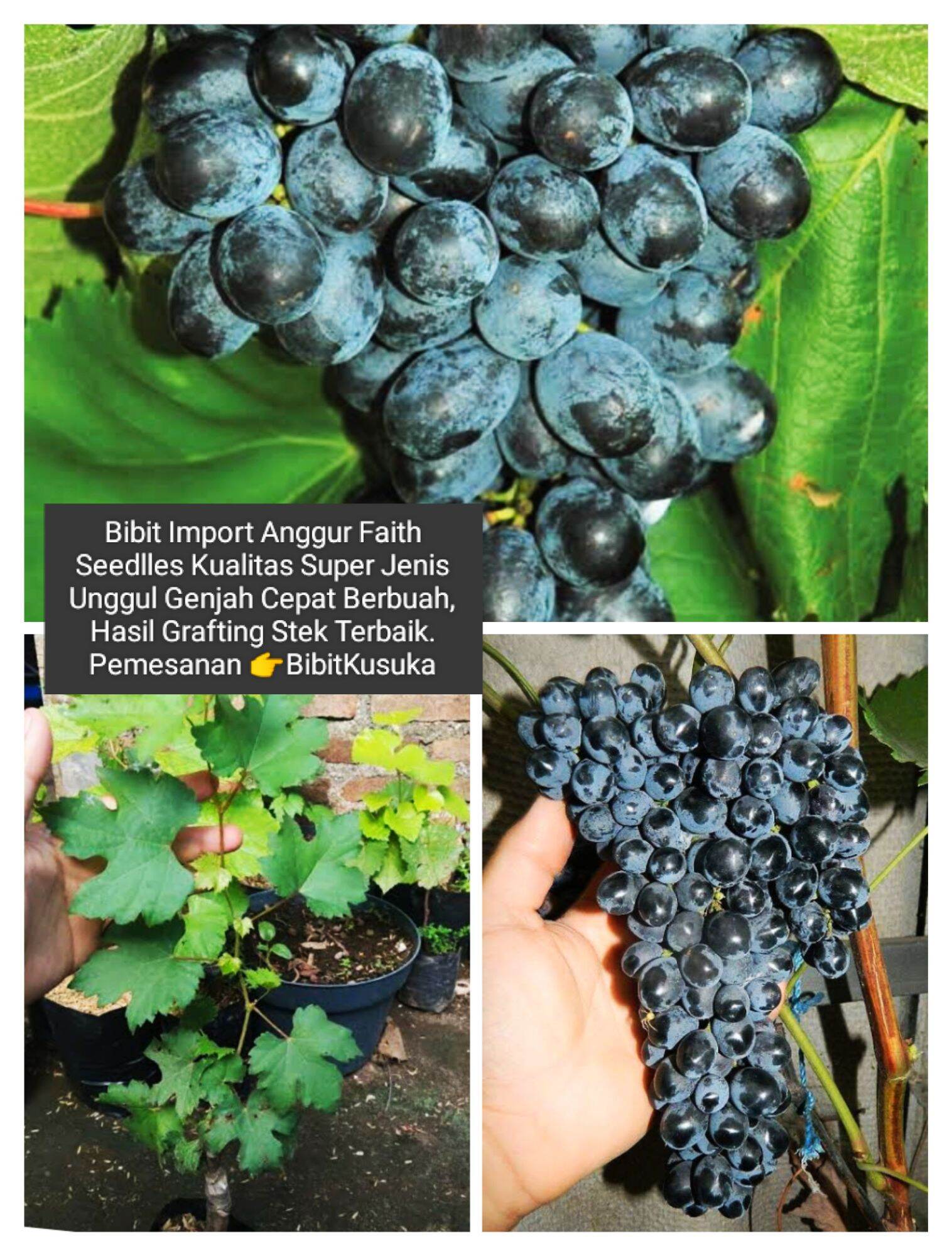 Bibit Anggur Import Hitam Faith Seedles Super Kualitas Unggul Genjah ...