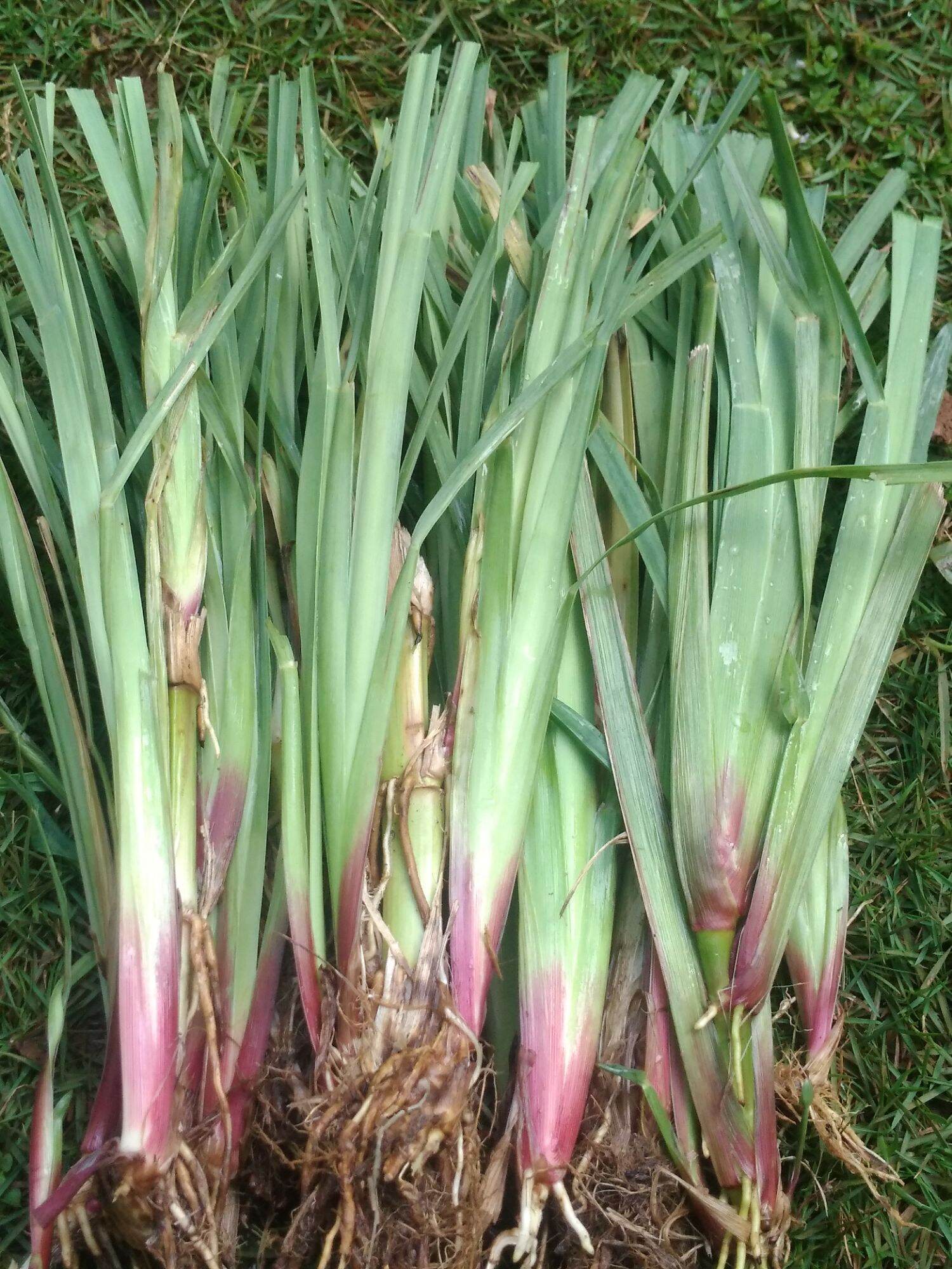 Bibit Rumput Satria rumput demplot per 10 btg berakar dan siap tanam ...