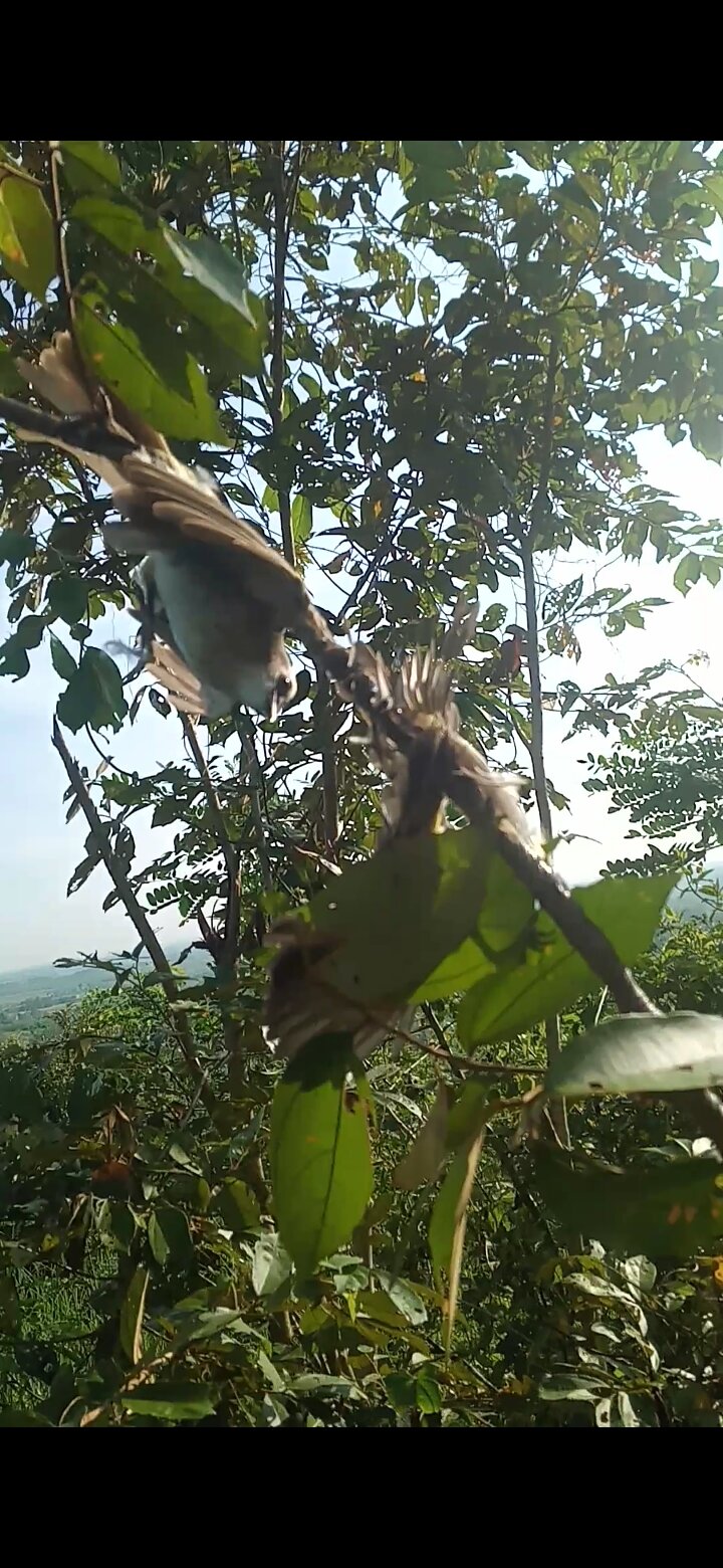 30 GR LEM PULUT BURUNG SUPER LENGKET DARI GETAH KARET /GETAH BENDO 30 ...