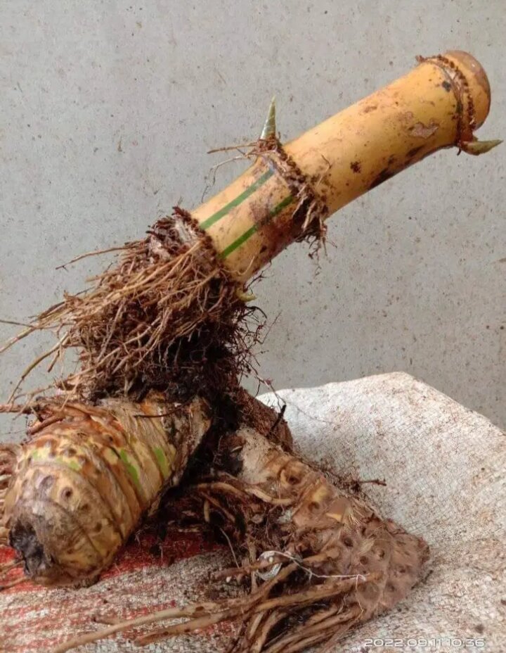 Bambu kuning //bahan bonsai super | Lazada Indonesia