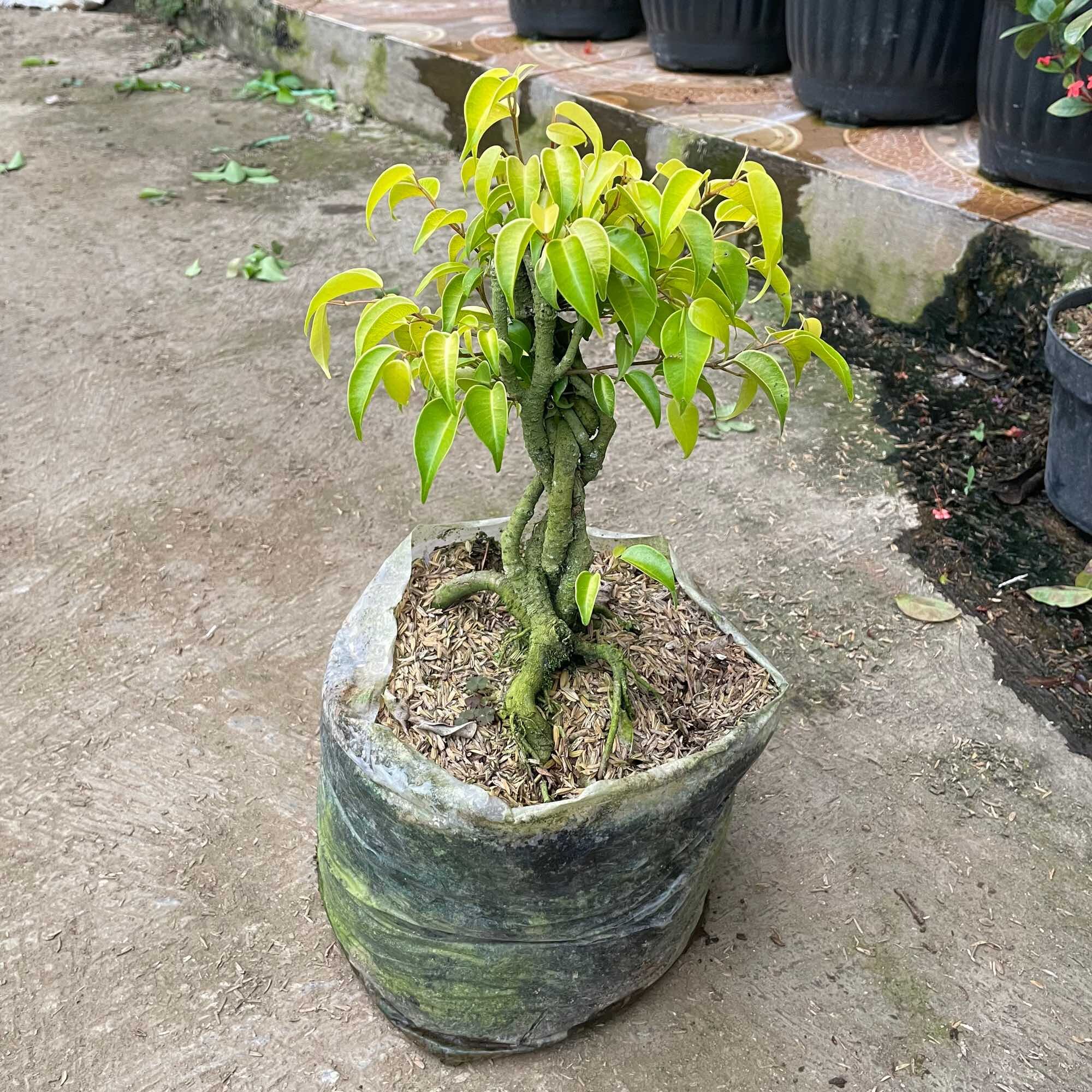 Bonsai beringin kuning sudah jadi | Lazada Indonesia