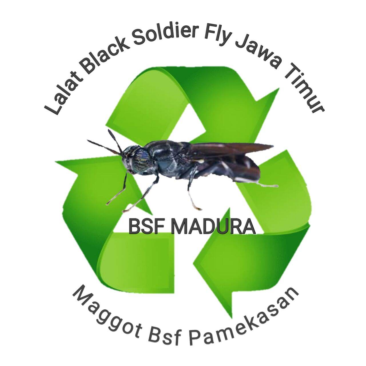 Maggot BSF Pamekasan