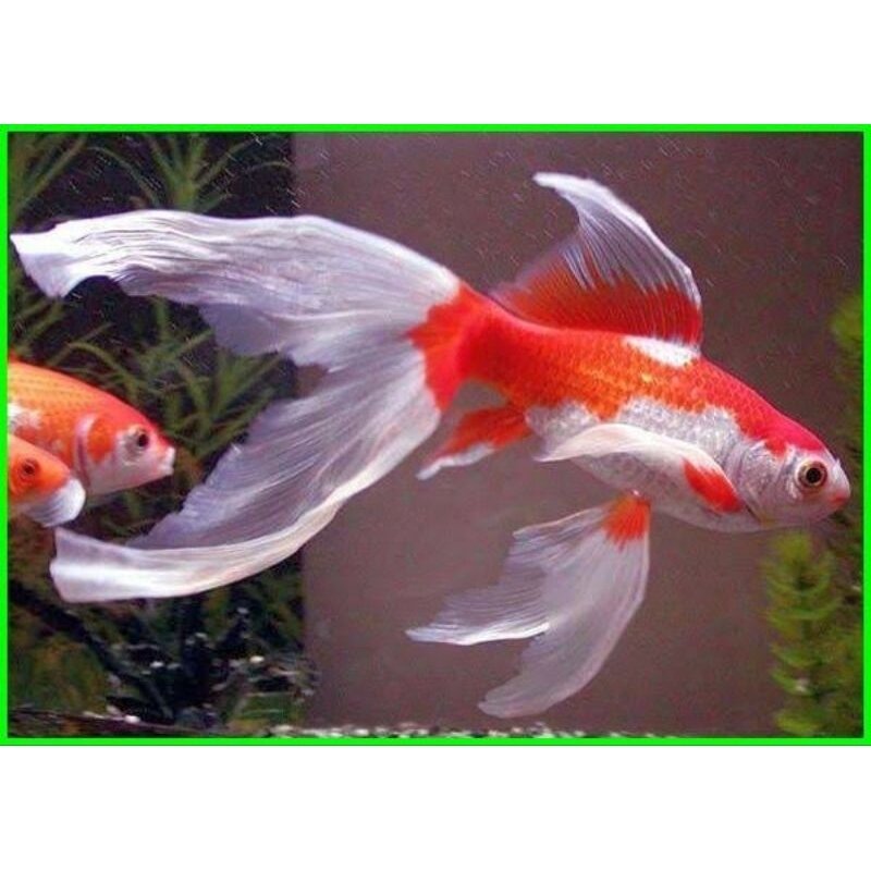 Ikan Komet Slayer Hitam