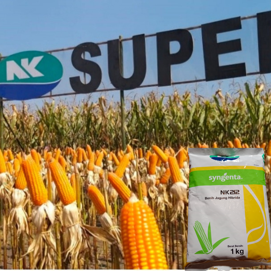 75 BENIH BIJI BIBIT TANAMAN SUPER JAGUNG HIBRIDA SYNGENTA NK 212 (REPACK) /JAGUNG UNGGUL TAMAN ...