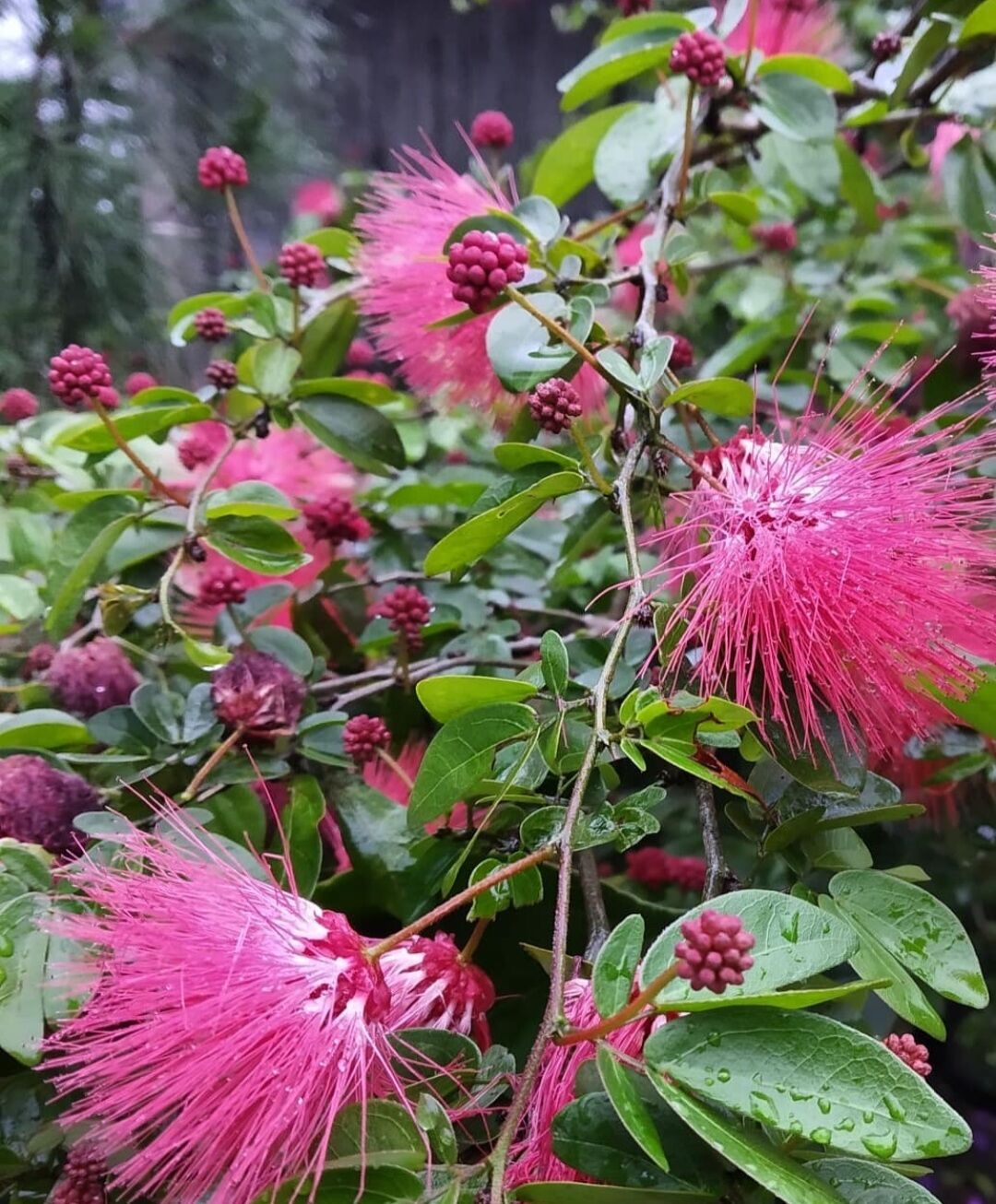 Bunga kaliandra lusiana / tanaman bongsai / bunga vegetasi lebah ...