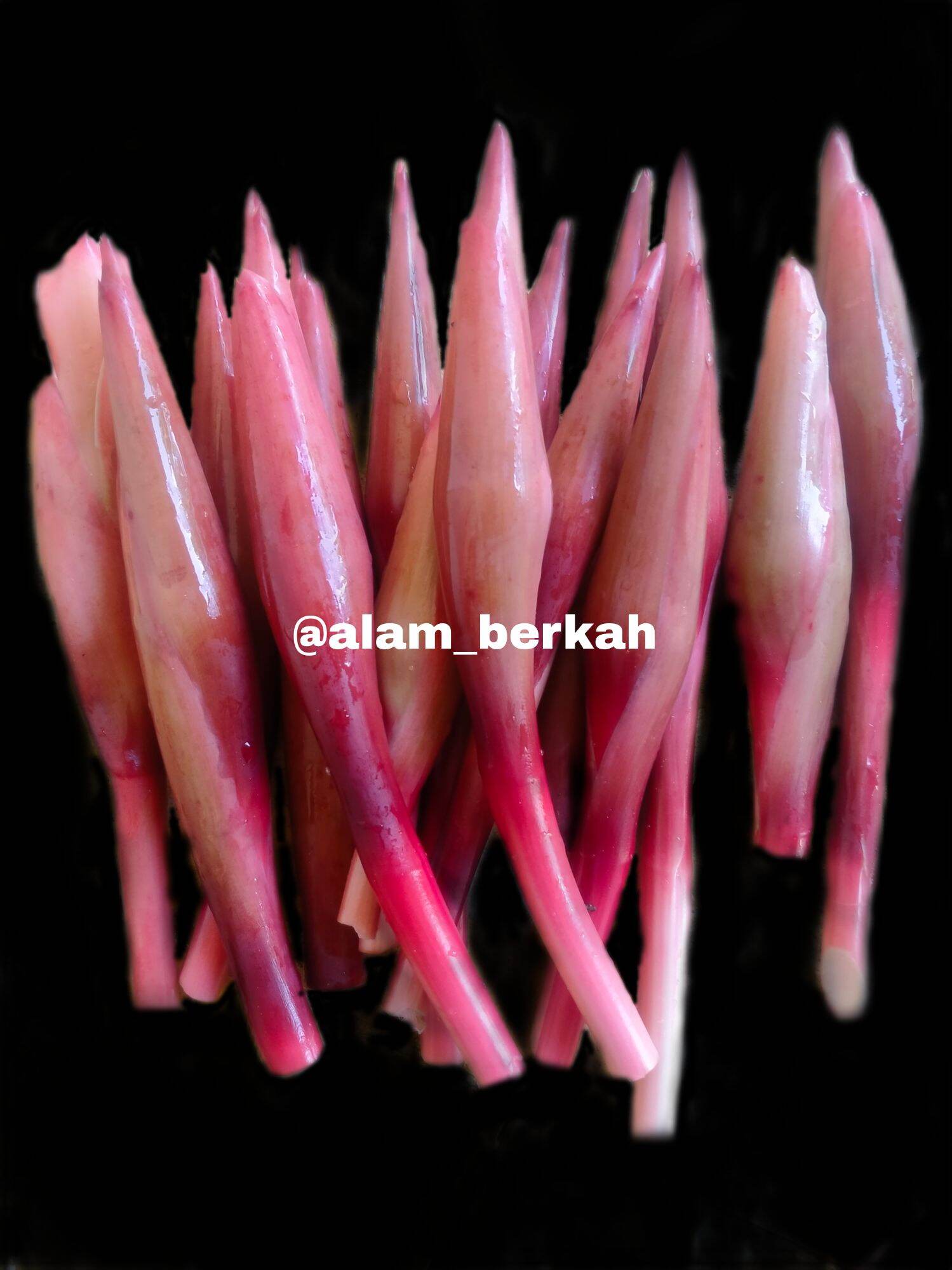 BUNGA KECOMBRANG | BUNGA HONJE SEGAR (1kg) | Lazada Indonesia