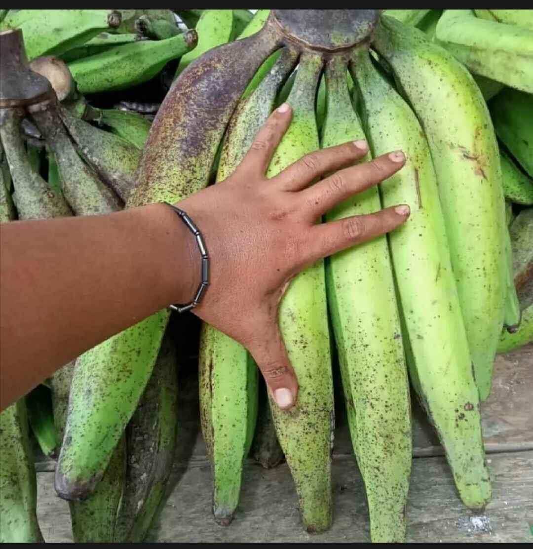 pisang bagja mentaah. super besar .harga perkilo | Lazada Indonesia