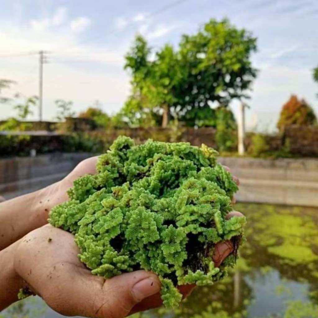 Azolla Microphylla 1Kg Bibit Indukan Cepat Berkembang Budidaya & Pakan ...