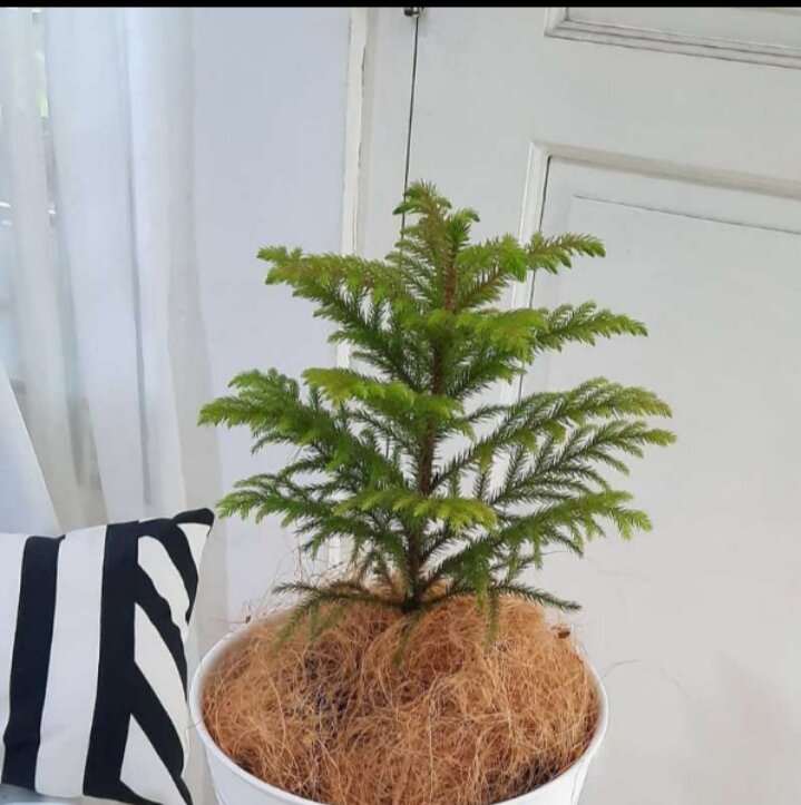 BISA COD tanaman Cemara petris.- cemara norfolk tinggi 20 -40 cm ...