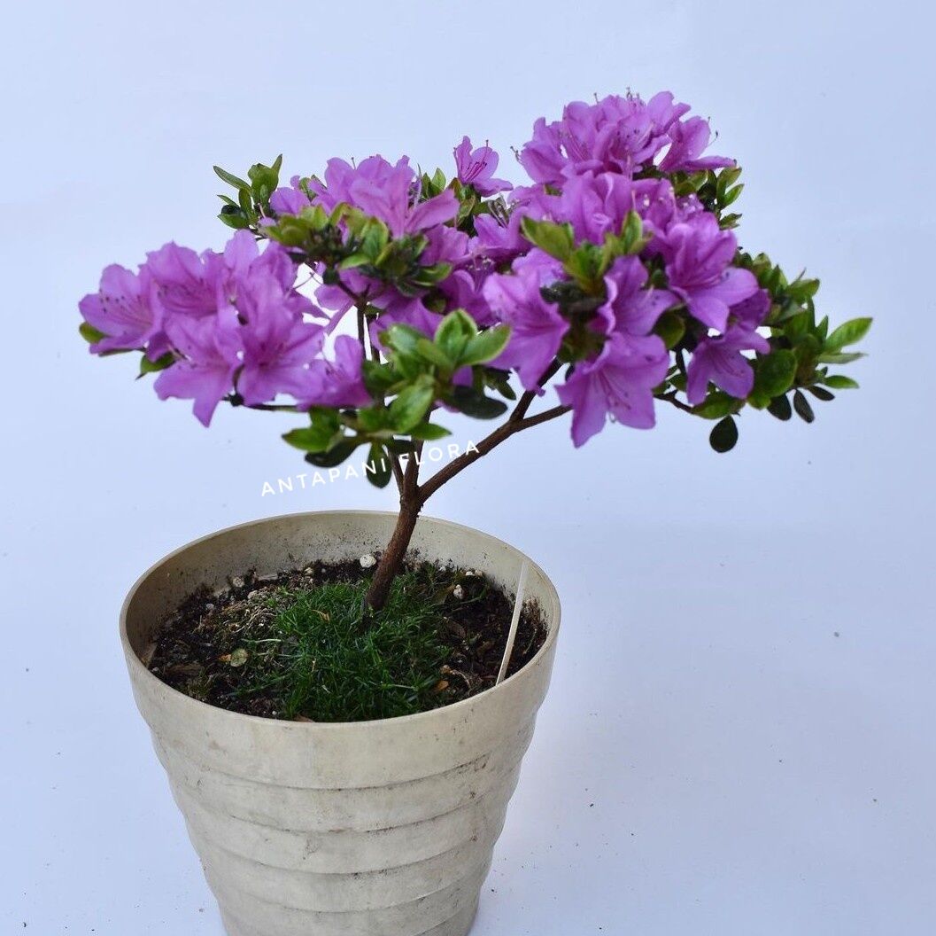 tanaman hias azalea bunga ungu tanaman hidup tanaman murah tanaman ...