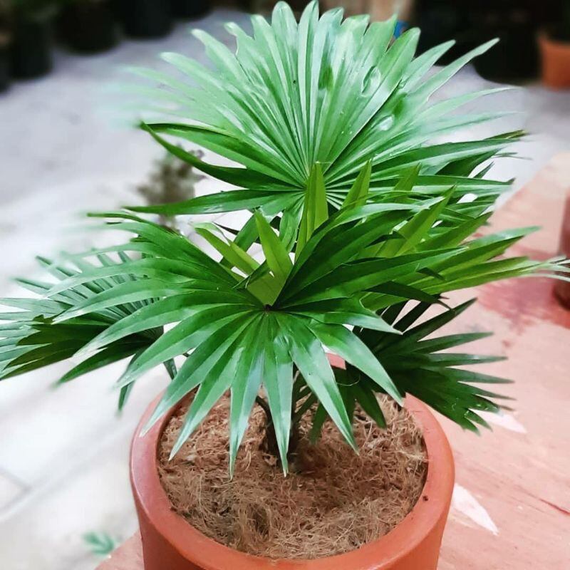 Pohon Palem Sadeng | Palem Kipas | Lazada Indonesia