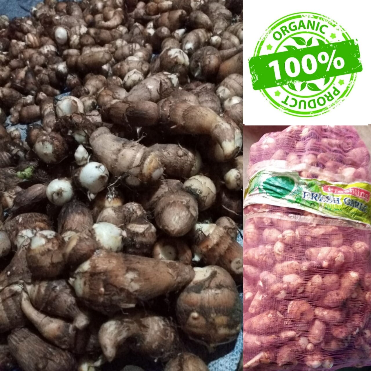 Bibit umbi talas jepang satoimo 1 kg | Lazada Indonesia