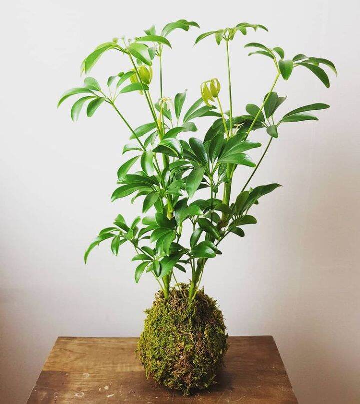 tanaman walisongo daun hijau | Lazada Indonesia