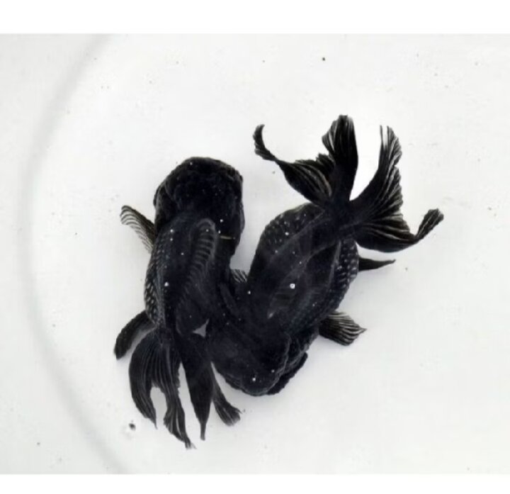 Ikan Komet Slayer Hitam