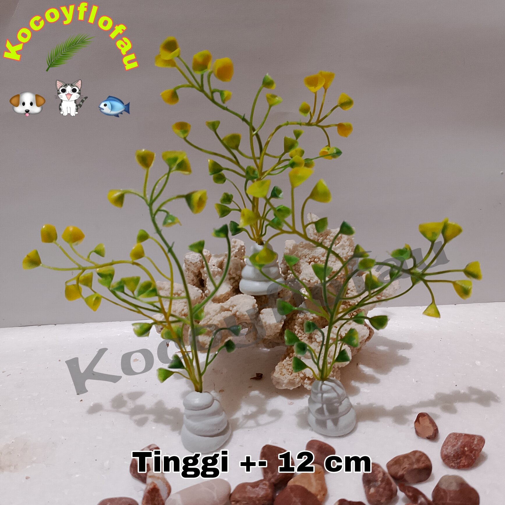 tanaman hias akuarium daun terompet | Lazada Indonesia