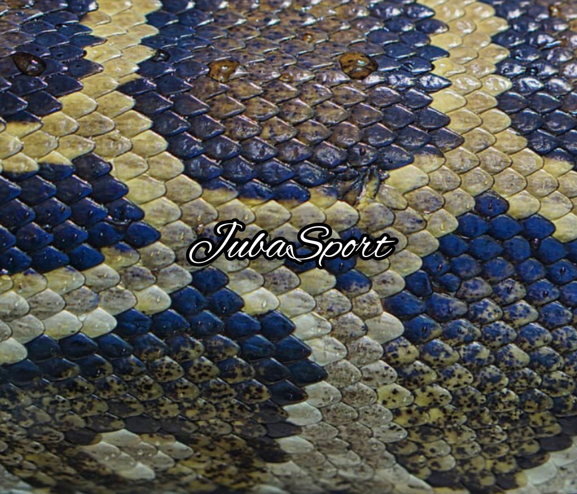 Stiker sisik ular sanca 50x50cm | Lazada Indonesia