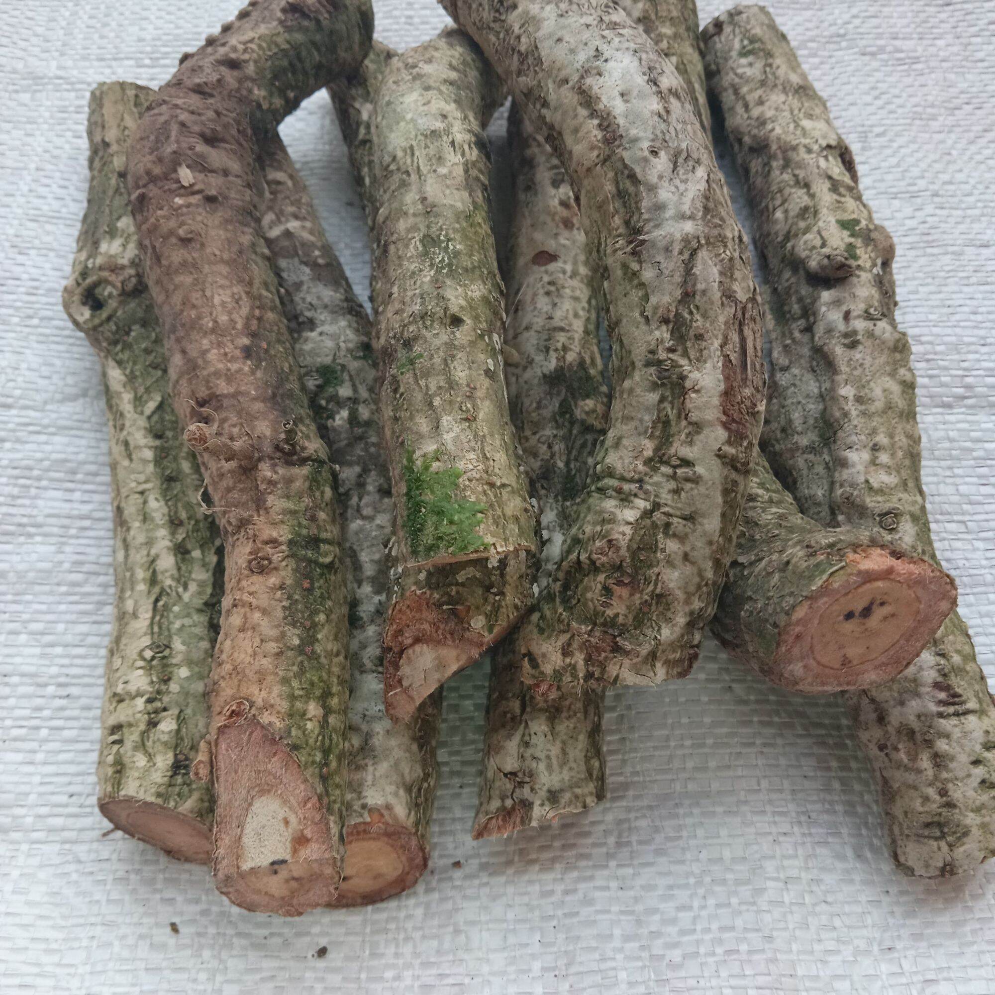 Akar Pohon kayu Waru segar 1kg | Lazada Indonesia