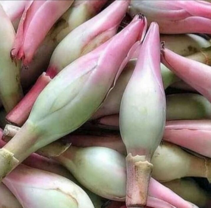 kecombrang muda yang masij pres per kg | Lazada Indonesia