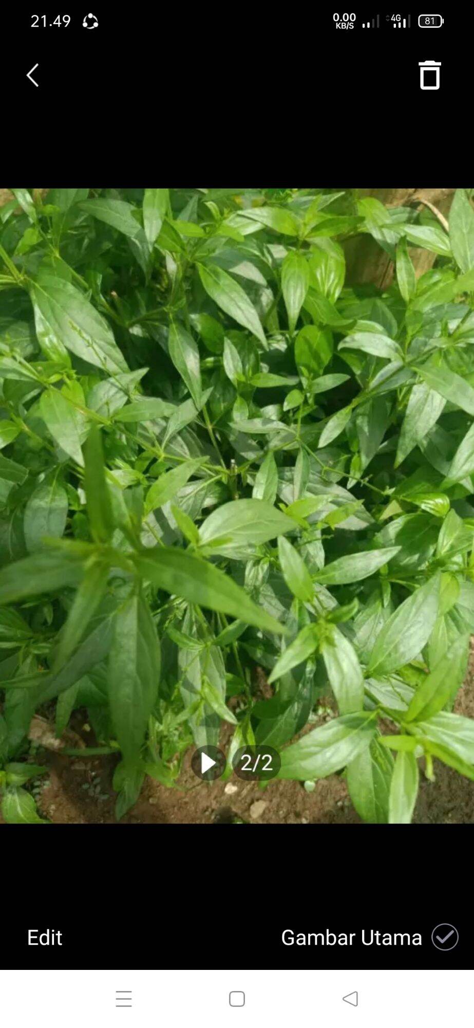 Daun sambiloto segar | Lazada Indonesia