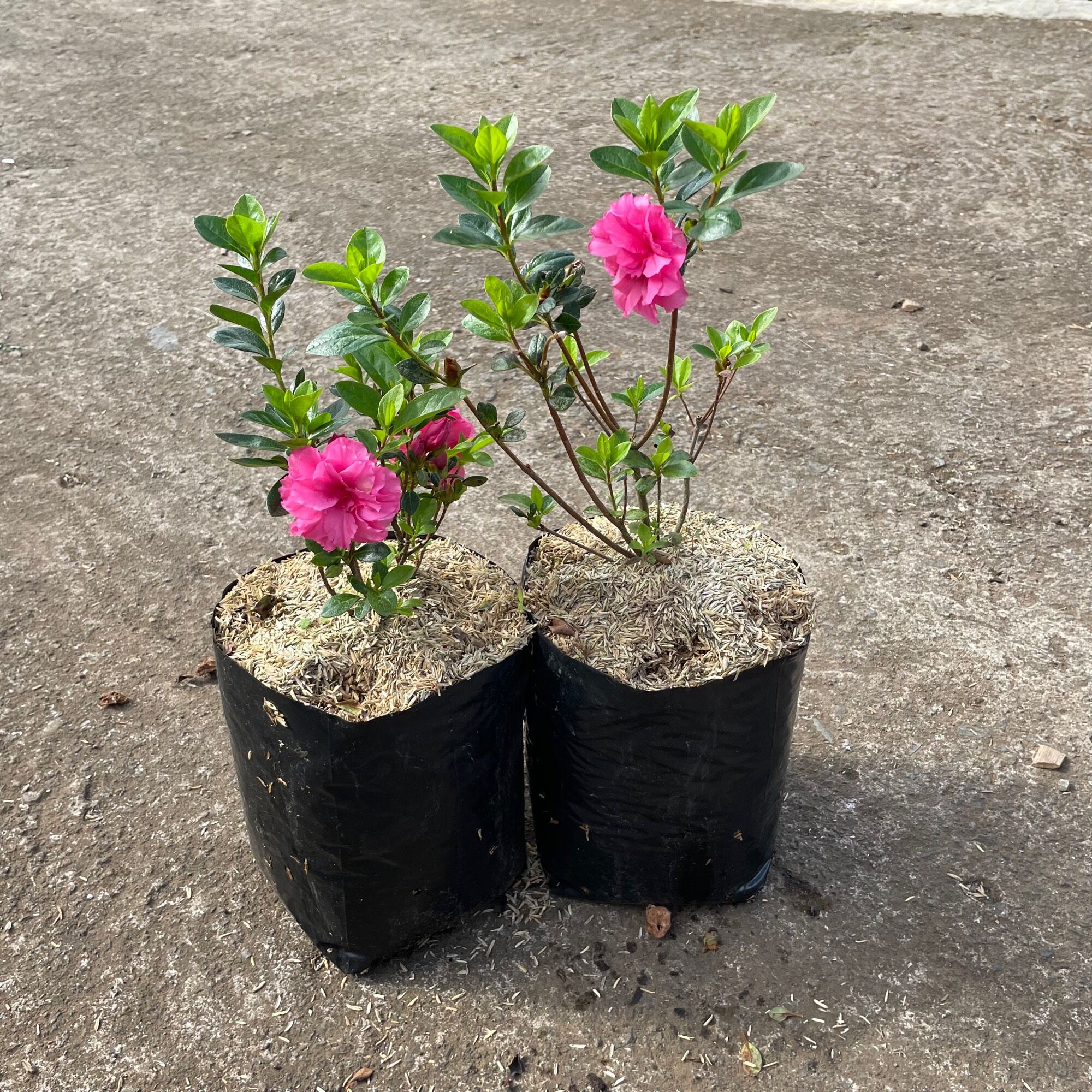 Bundle tanaman azalea isi 2 bunga pink | Lazada Indonesia