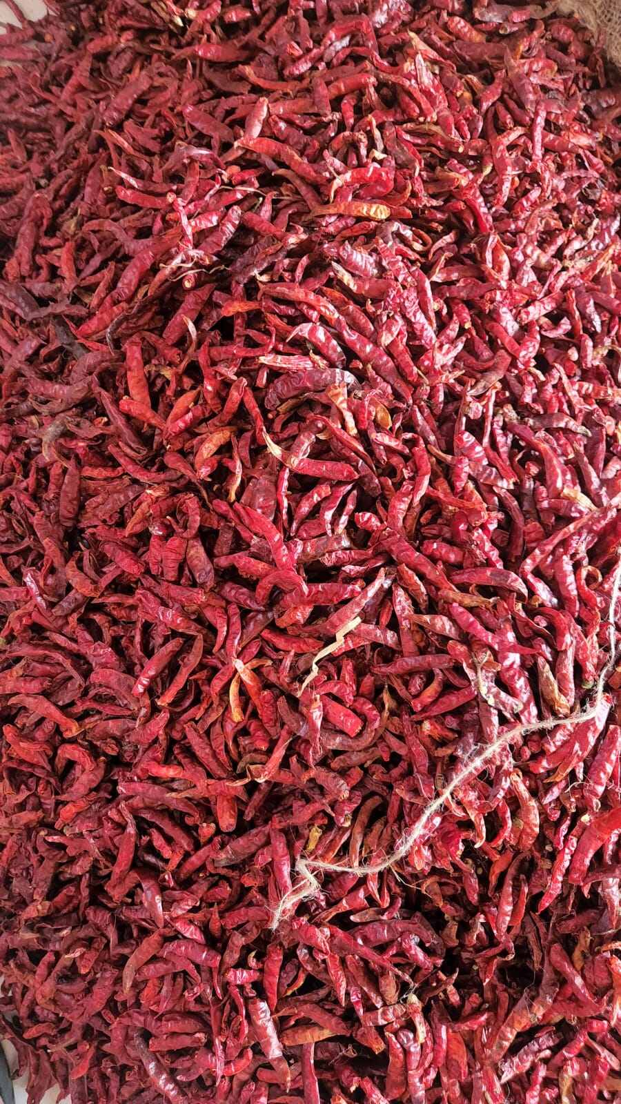 cabe Teja kering Import Super Quality 1 Bal / karung 10kilogram ...
