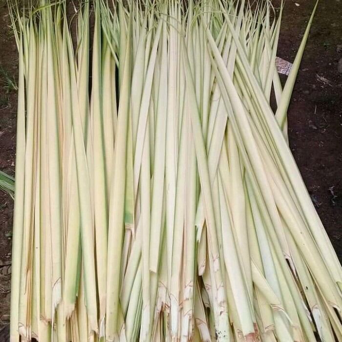 DAUN KELAPA MUDA/JANUR KUNING 40 LEMBAR | Lazada Indonesia