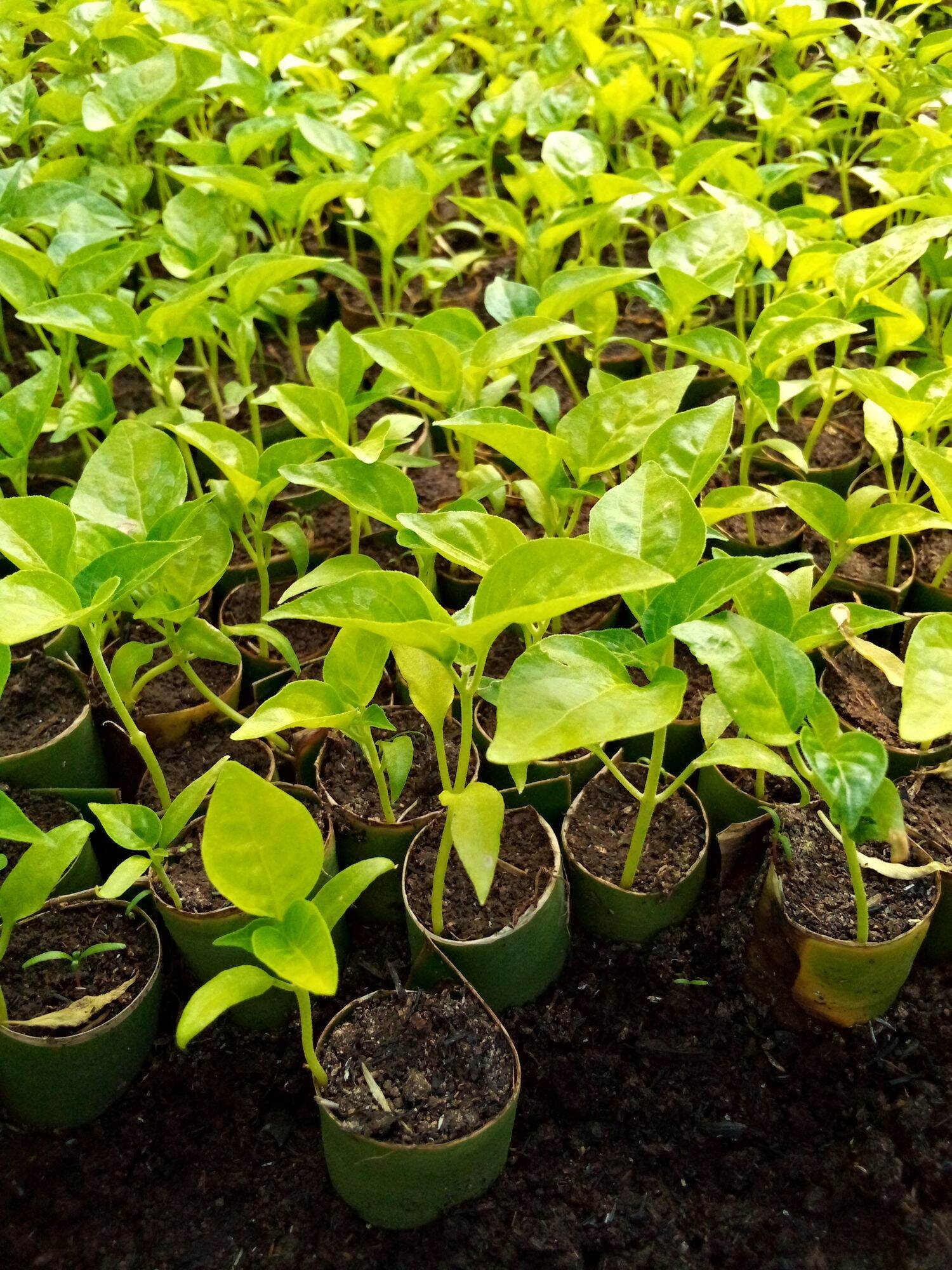 Benih sayuran 50 batang berbagai jenis sayuran | Lazada Indonesia