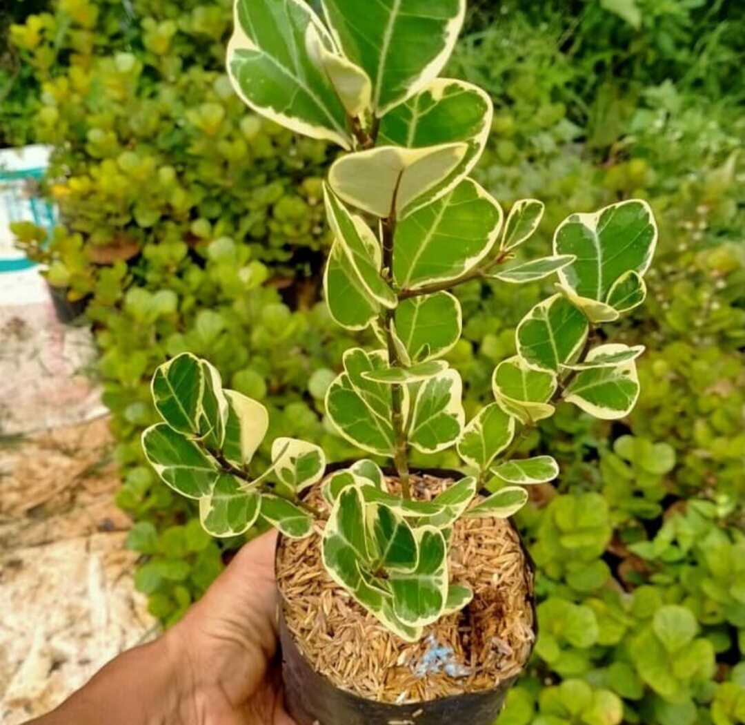 Tanaman Hias Beringin Kupu Kuou Varigata - Pohon Ficus Triangularis ...