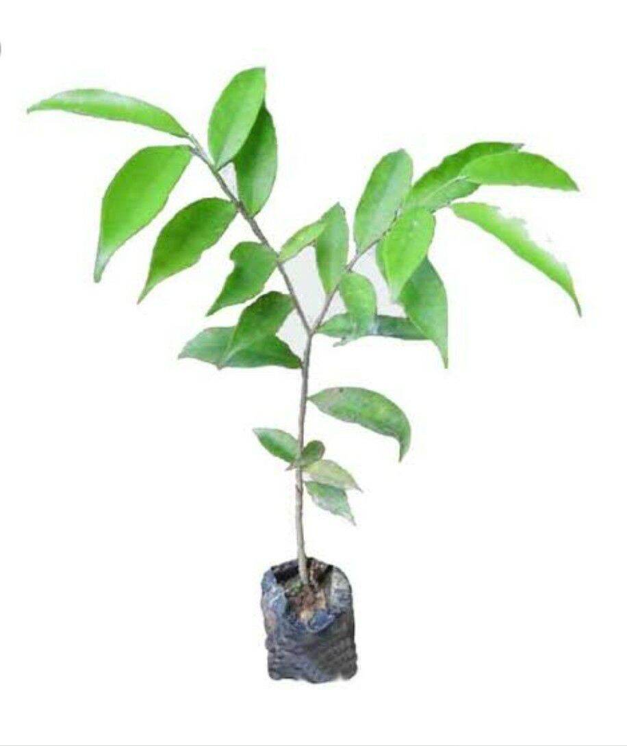 Bibit Pohon Gaharu Super Mantap,Bibit Gaharu Malacensis | Lazada Indonesia