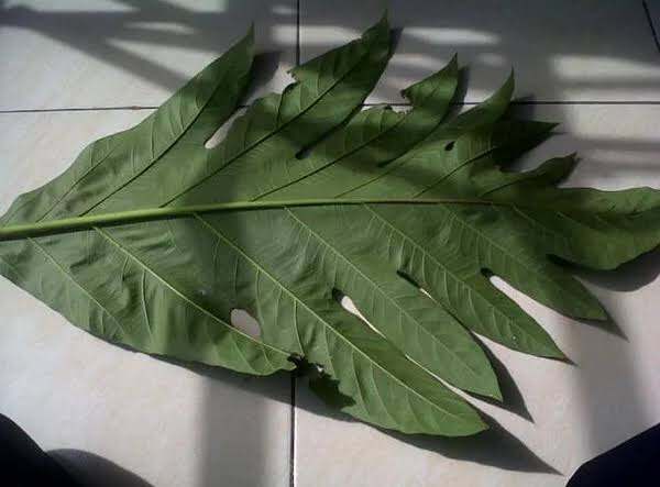 DAUN KLUWIH /SUKUN SEGAR 500GRAM | Lazada Indonesia