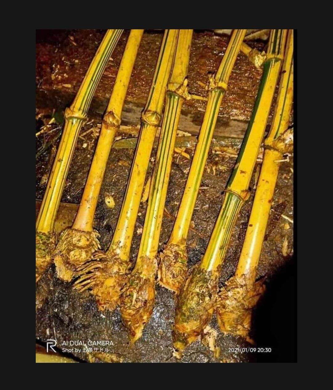 stek bambu kuning / bambu ampel / bambu hiasa super | Lazada Indonesia