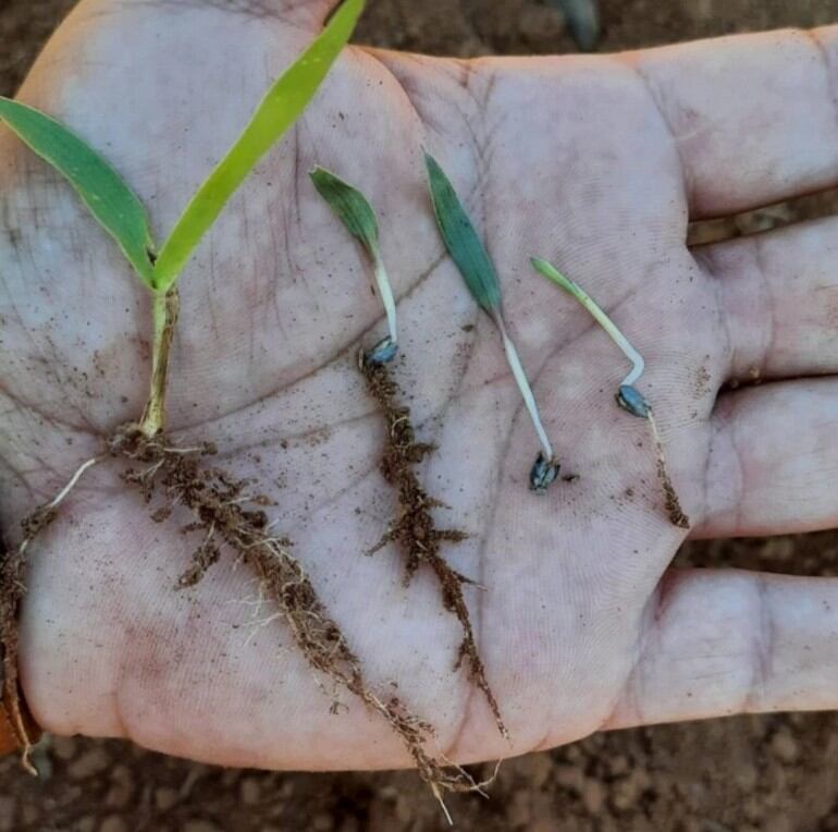 Rumput Signal (brachiaria decumbens) 25kg-benih rumput penghijauan ...