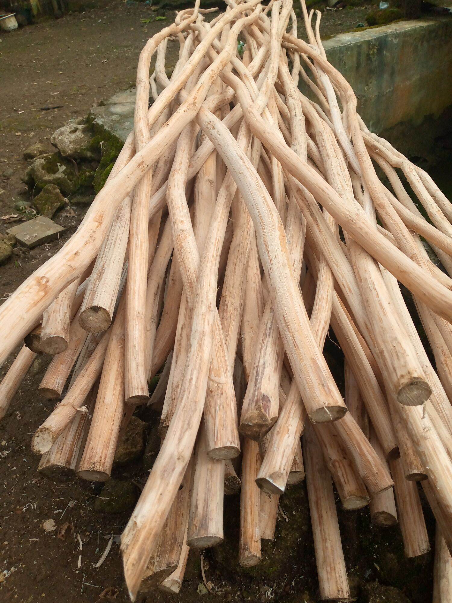 Ranting kayu jati dekorasi isi 10 batang panjang 2, 5 meter | Lazada ...