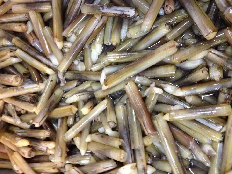 KERANG BAMBU 1 KG | Lazada Indonesia