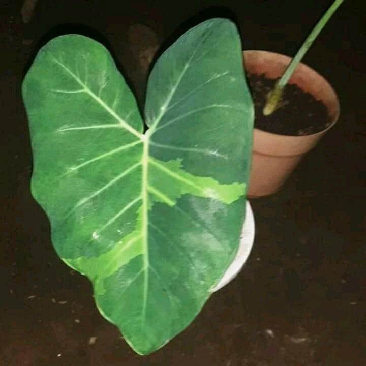 bibit tanaman hias sente variegata kuning / talas variegata kuning ...