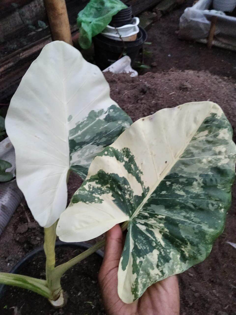 SENTE VARIGATA SENVAR TANAMAN LUAR DAN DALAM RUANGAN TANAMAN HIAS BESAR ...