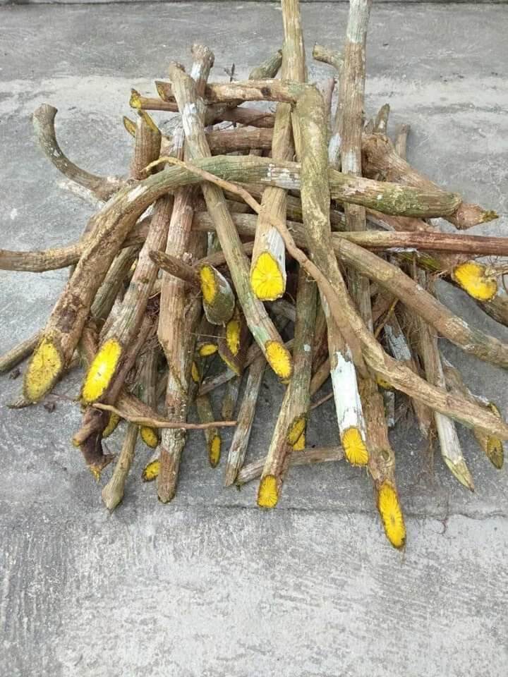 akar kayu bajakah kuning asli kalimantan bergaransi herbal alami ...