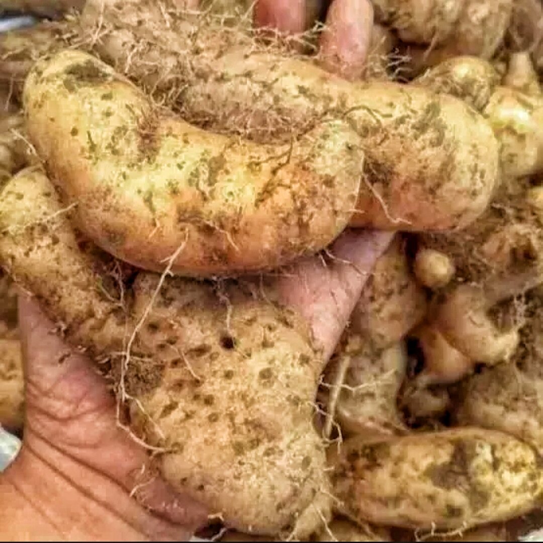 UBI GEMBILI - UMBI GEMBILI 1kg MAKANAN TRADISIONAL | Lazada Indonesia