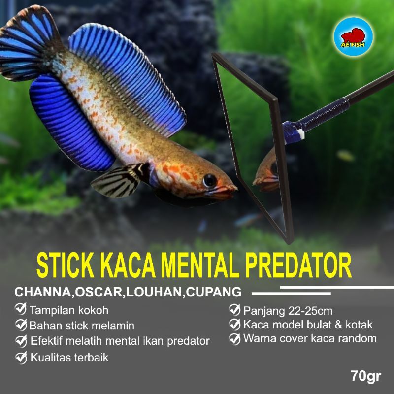 Stick kaca mental predator stik cermin ikan cupang Channa louhan oscar ...
