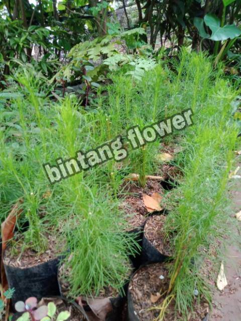 Tanaman Pagar Elegant Feather Pohon Adas Hutan | Lazada Indonesia