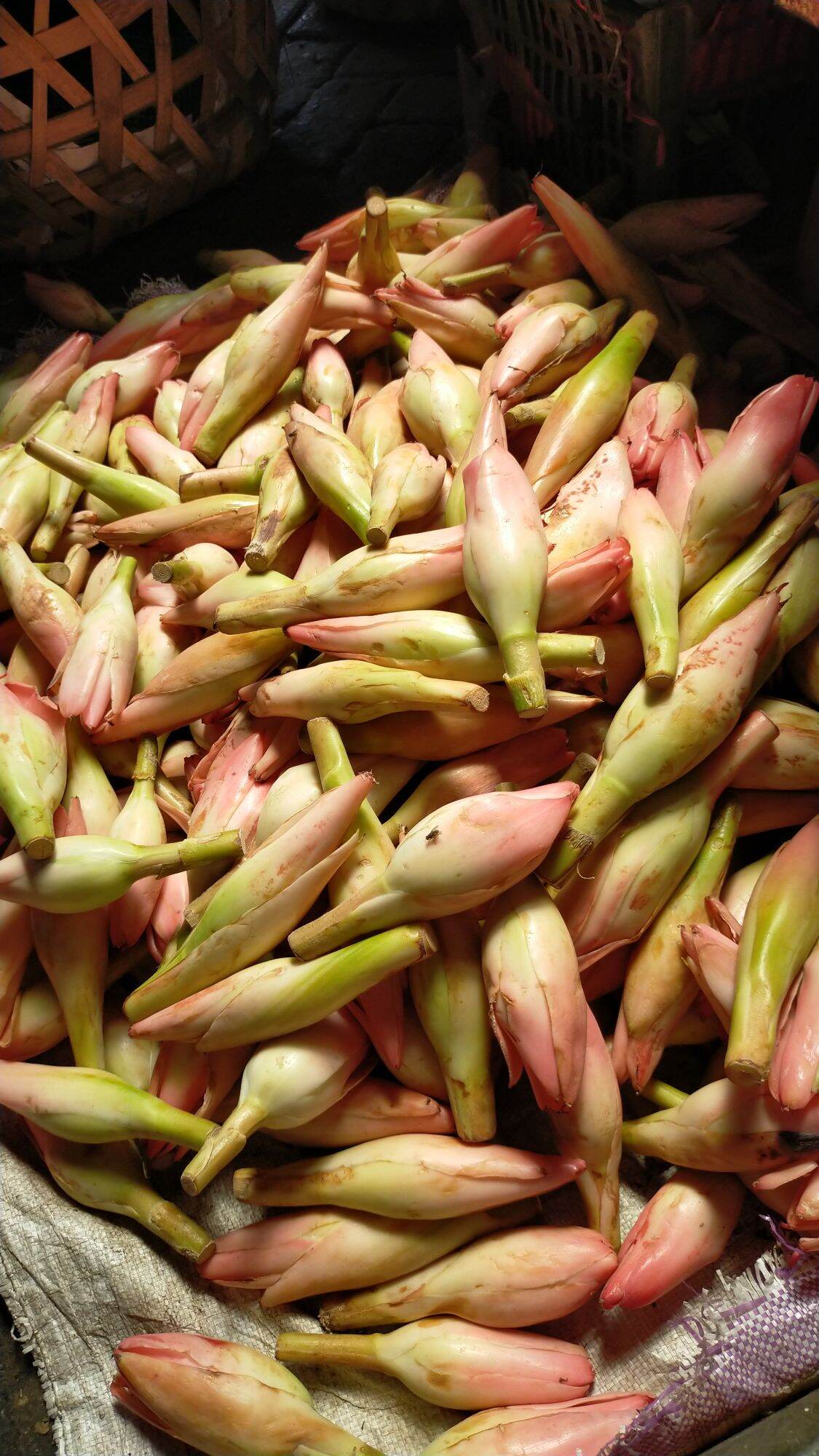 Kecombrang kincung onje bunga rias 1kg | Lazada Indonesia